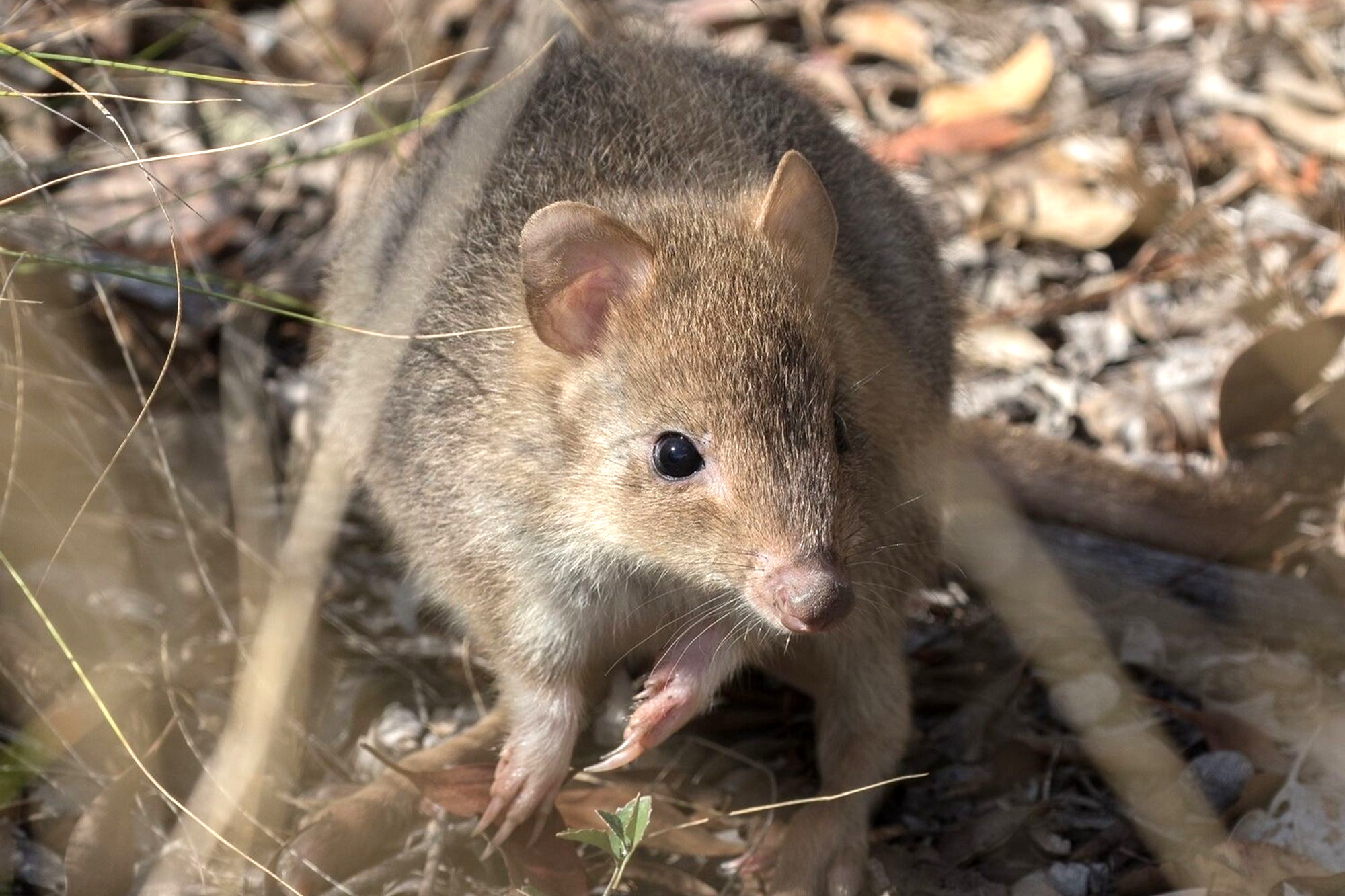 Translocation Science — Coexistence Conservation Lab