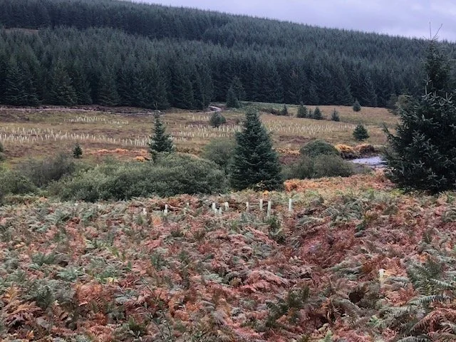 Kielderhead Wildwood — Coexistence Conservation Lab