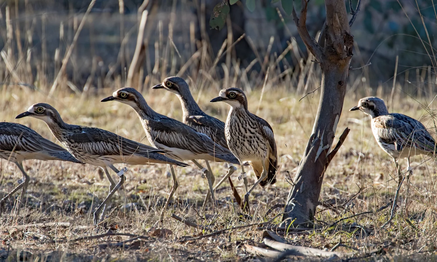 Bird diversity — Coexistence Conservation Lab