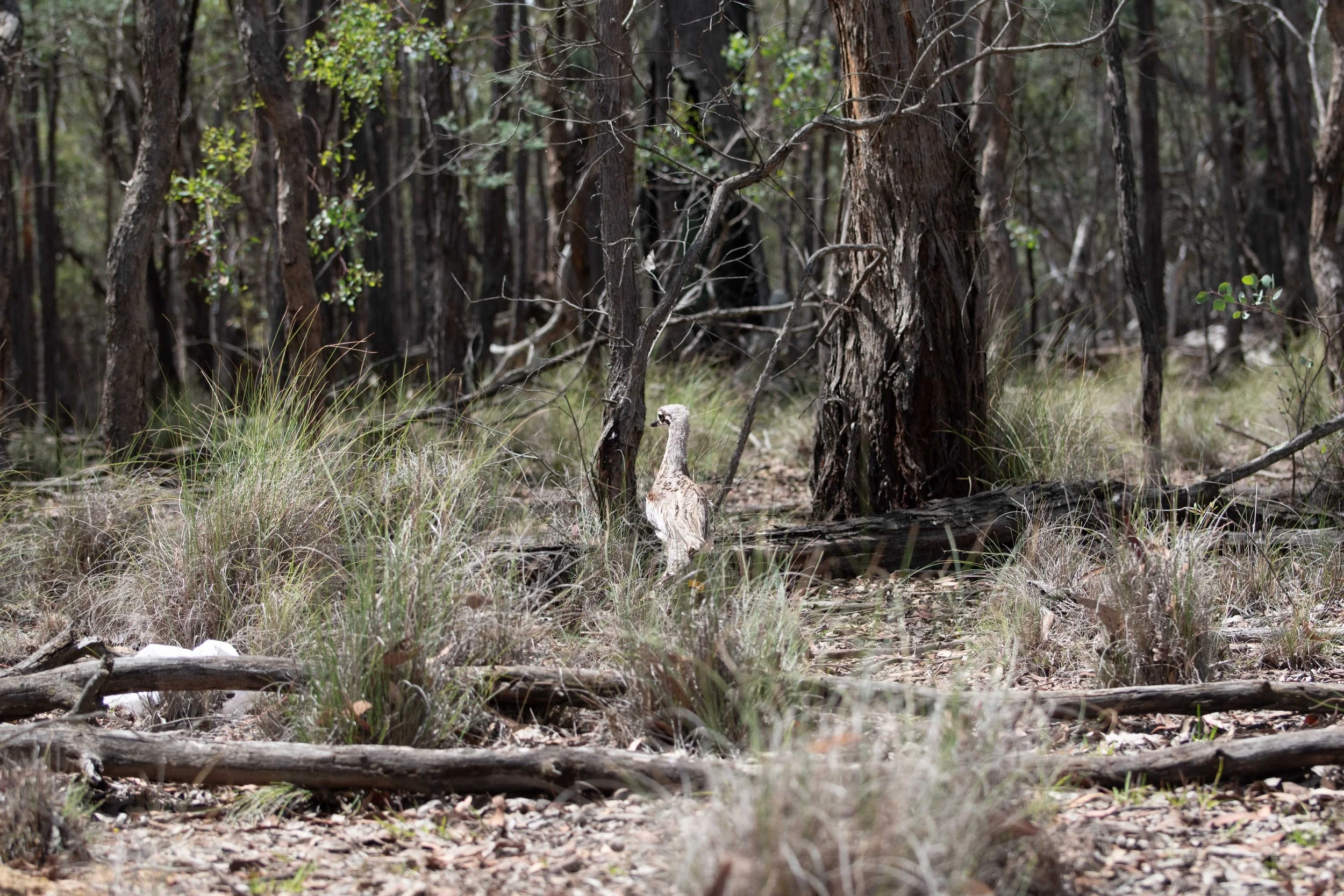 Coexistence Conservation Lab