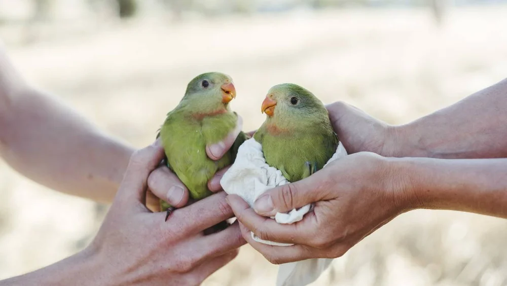 Superb Parrot Project — Coexistence Conservation Lab