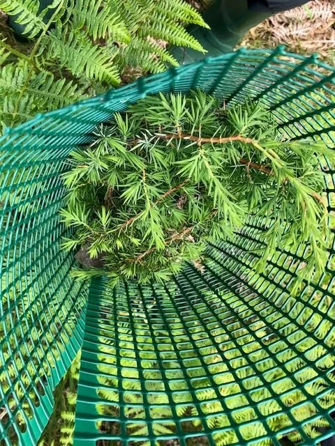 Rewilding — Coexistence Conservation Lab