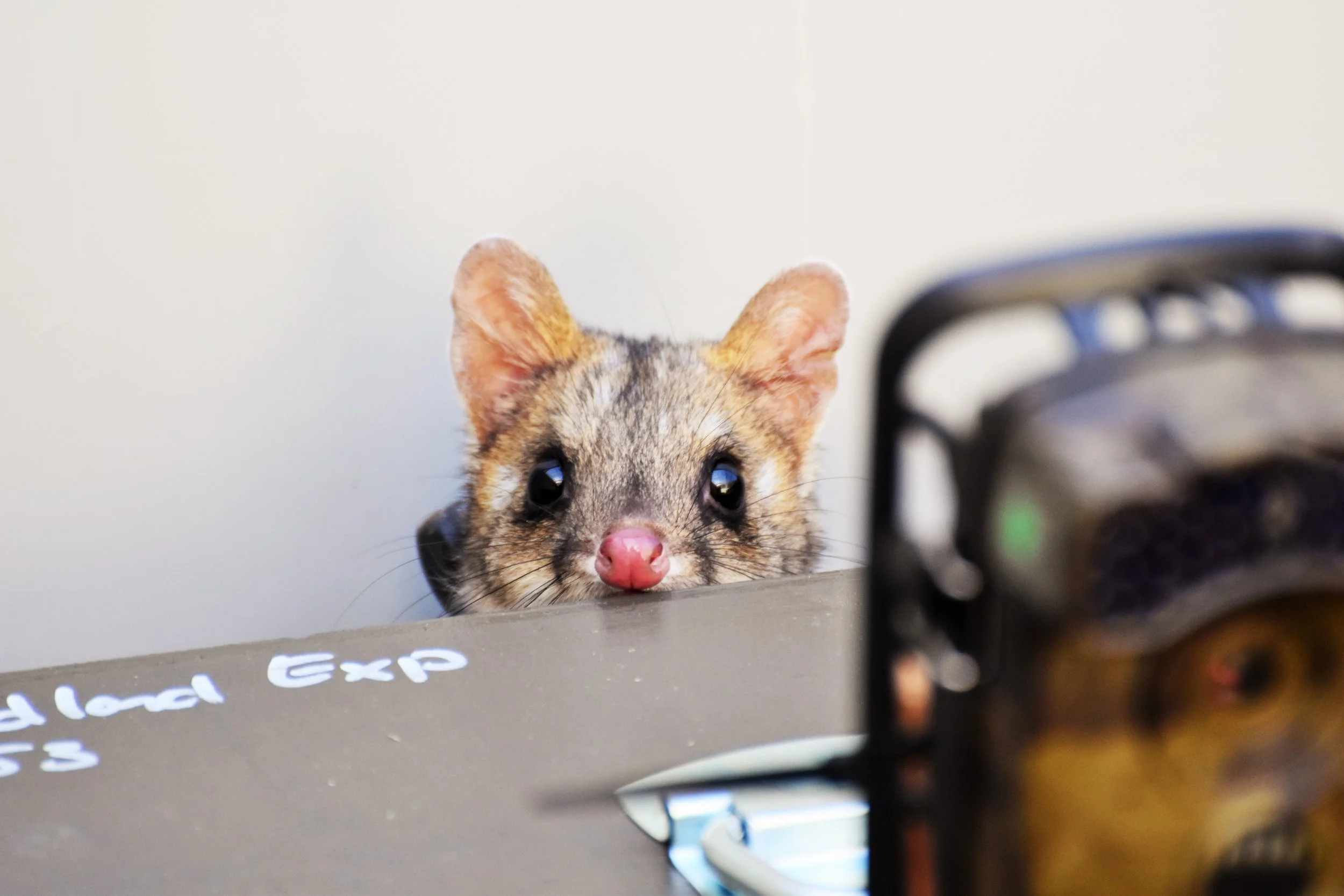 Opportunities — Coexistence Conservation Lab