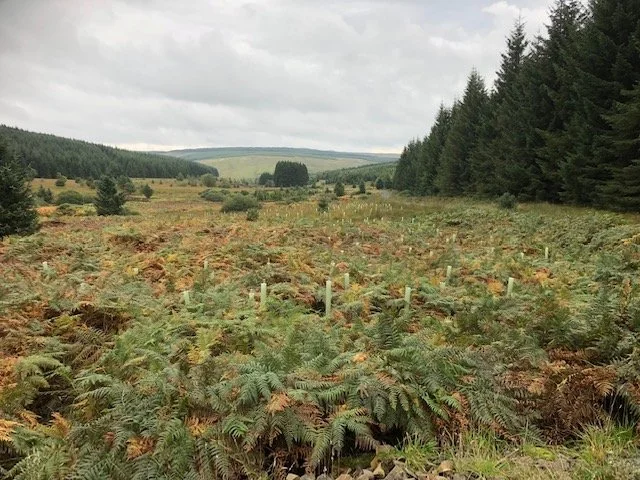 Rewilding — Coexistence Conservation Lab