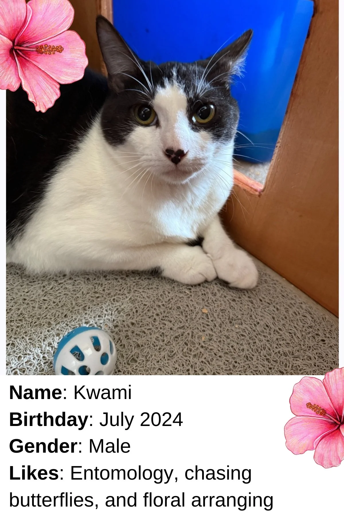 Meet Our Cats — TropiCats