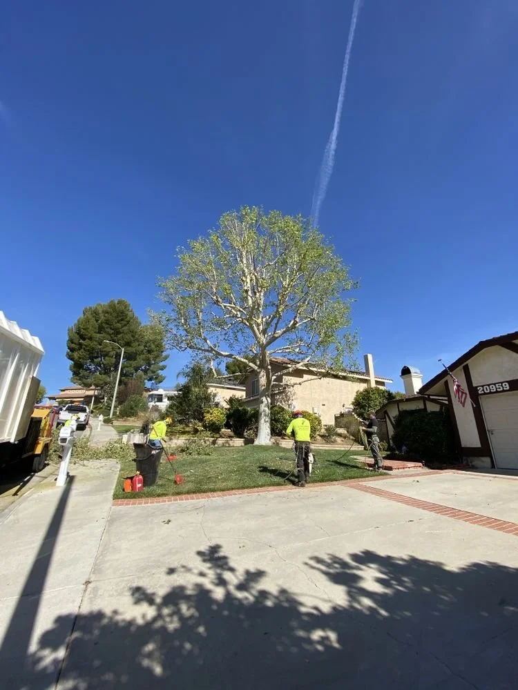 Tree Service Los Angeles