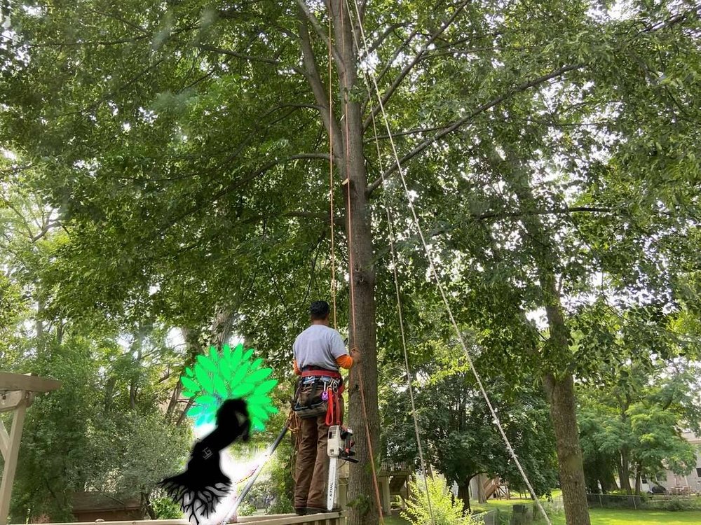 Mastering Heights: A Guide on How to Trim Tall Trees Safely — JLG Tree ...