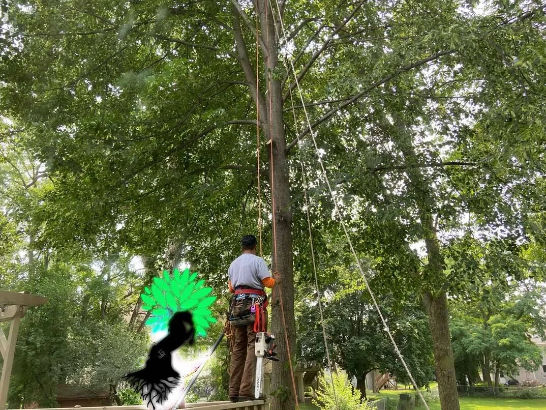 Mastering Heights: A Guide on How to Trim Tall Trees Safely — JLG Tree ...