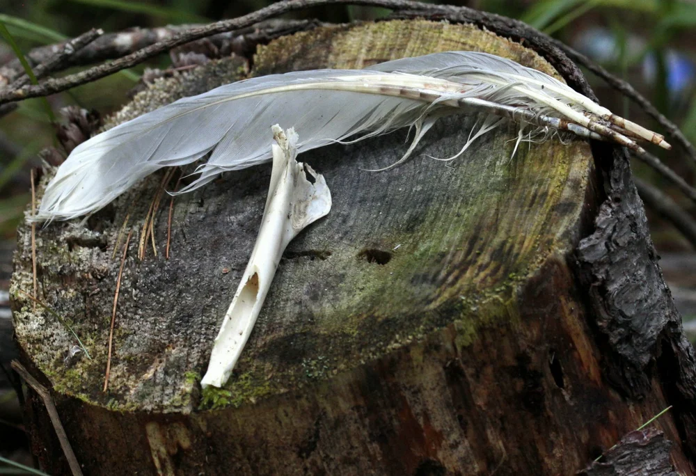 Integrative Breathwork Facilitator Training: Our Founding Story ...