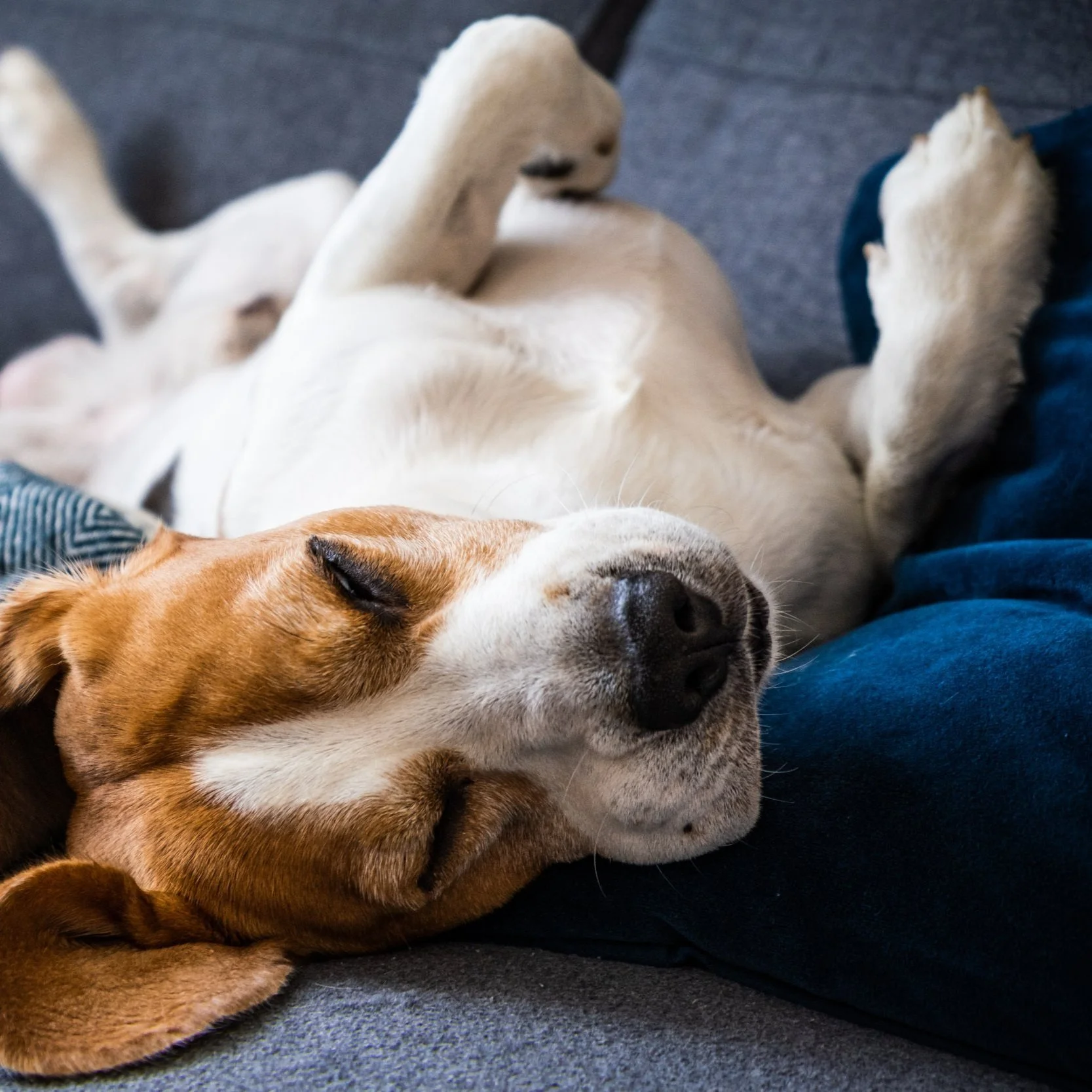 A Pleasant Dog - Modern Dog Training in Grand Rapids