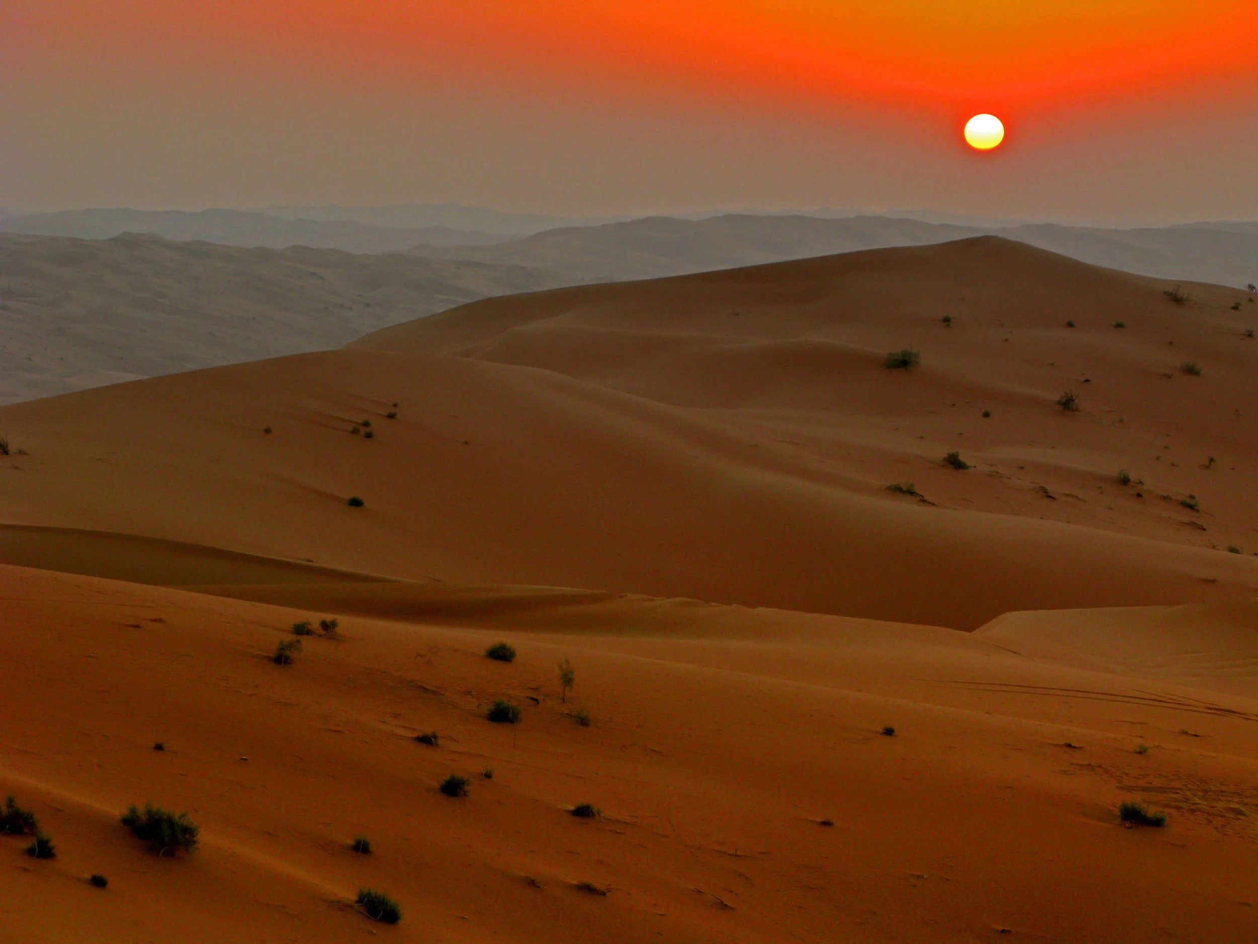 Blog 2 — Society for Desert Bred Salukis
