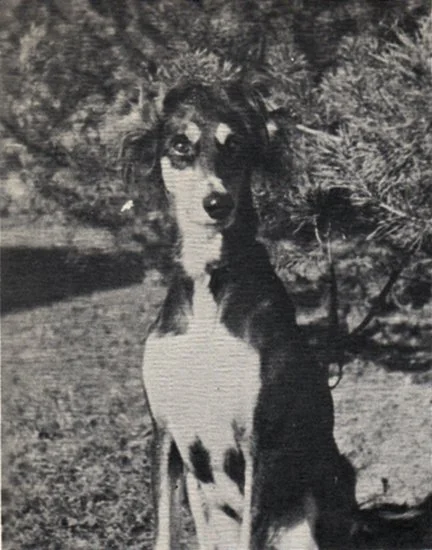 Practice of Ear Cropping — Society for Desert Bred Salukis