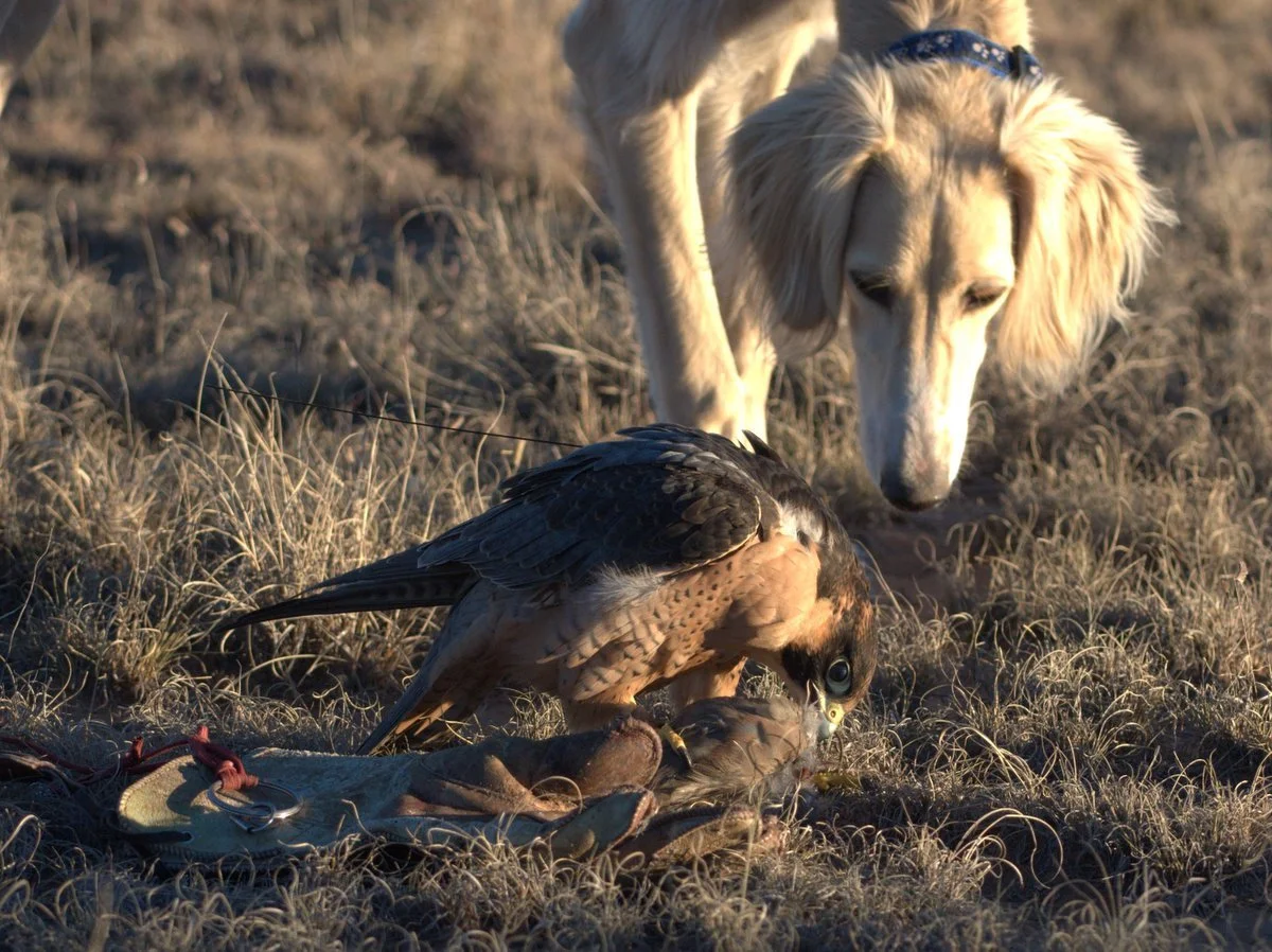 Society for Desert Bred Salukis