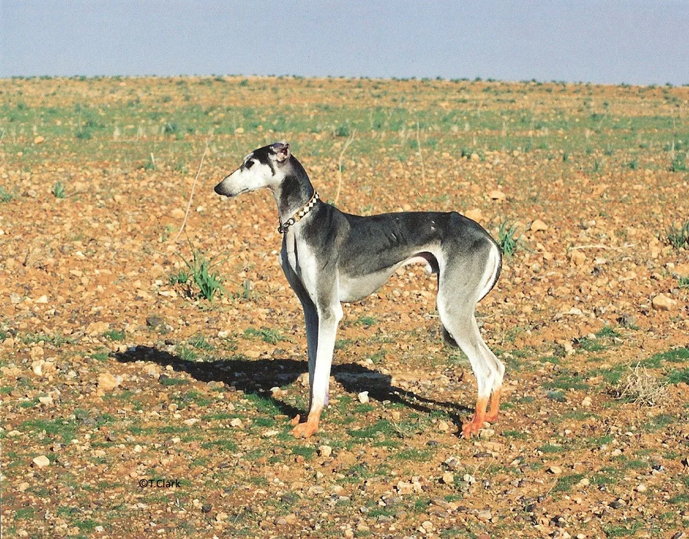 Practice of Ear Cropping — Society for Desert Bred Salukis
