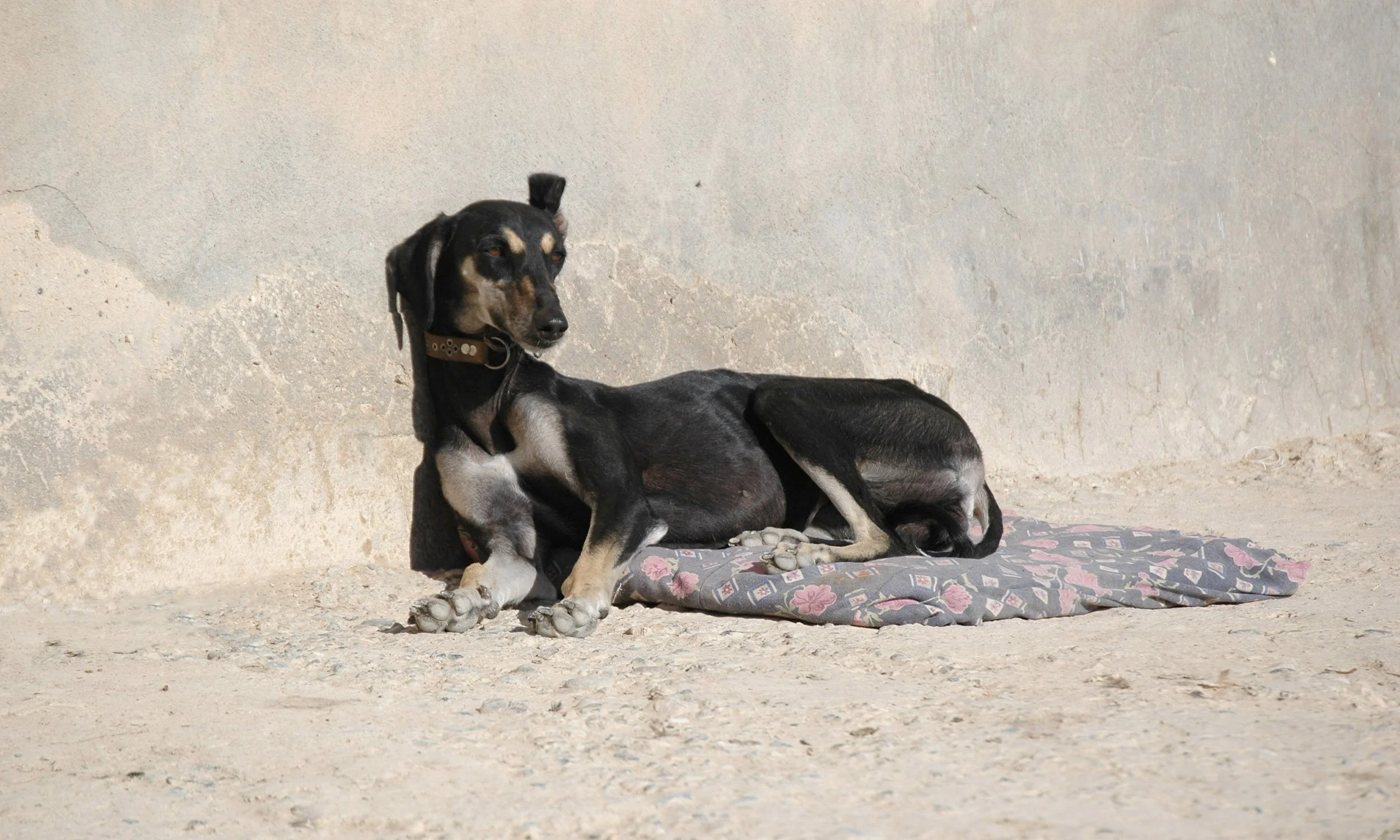 Society for Desert Bred Salukis