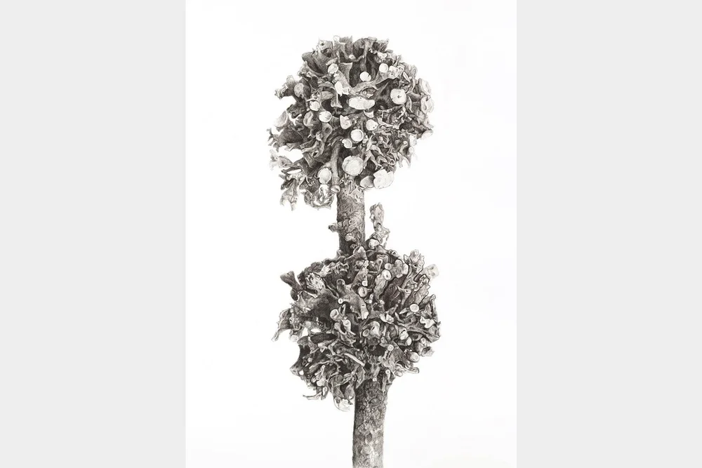 My Drawing at the Society of Botanical Artists Plantae | Nick McMillen
