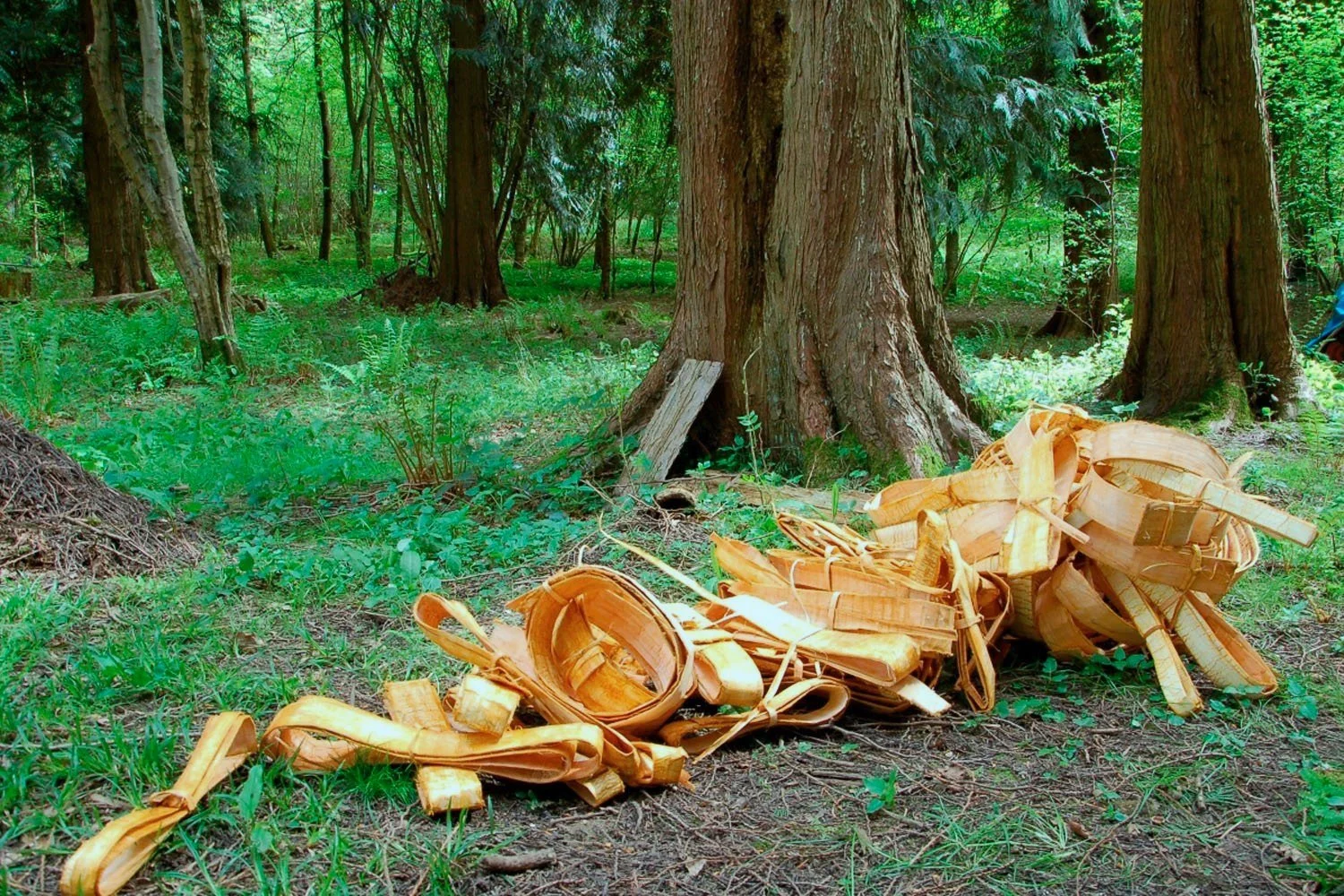 Bark Harvest: A Seasonal Woodland Ritual | Nick McMillen