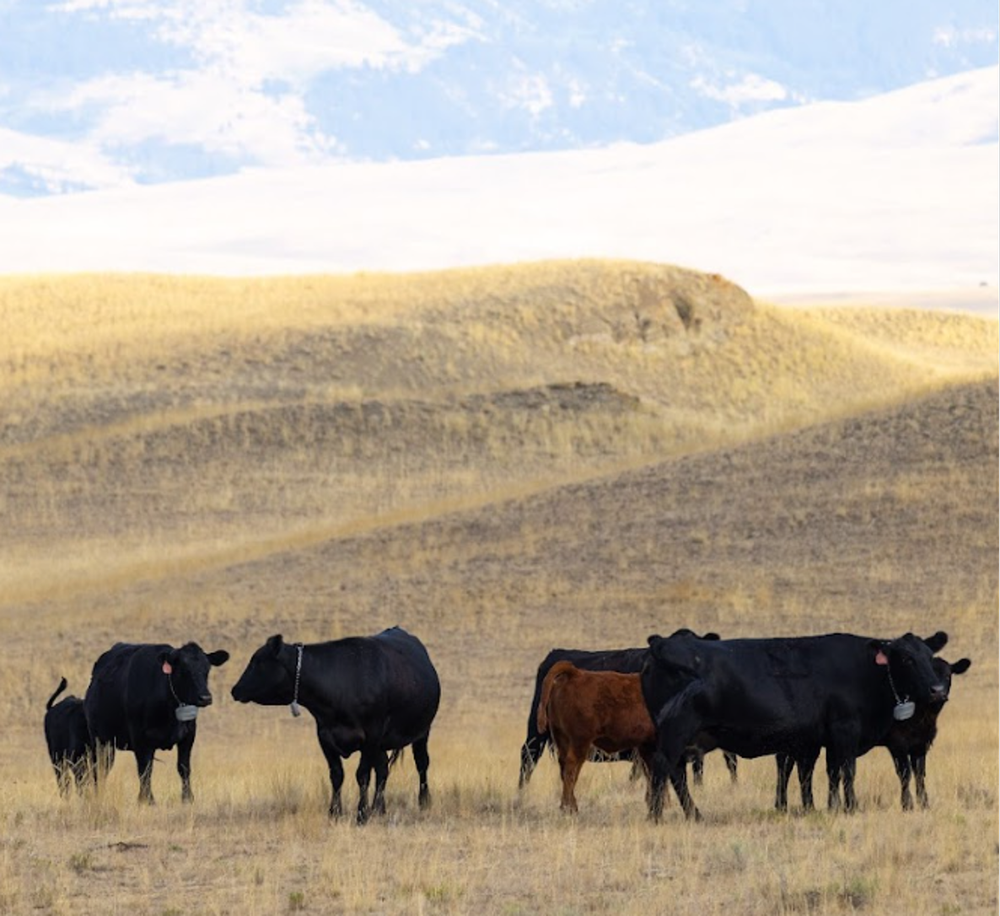 Innovative Carbon Sequestration: Kateri and Shell U.S. Forge a Landmark ...