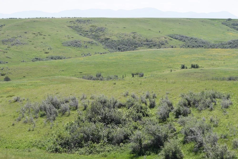 Carbon Credit Issuances | Enhance Carbon Sequestration — Kateri