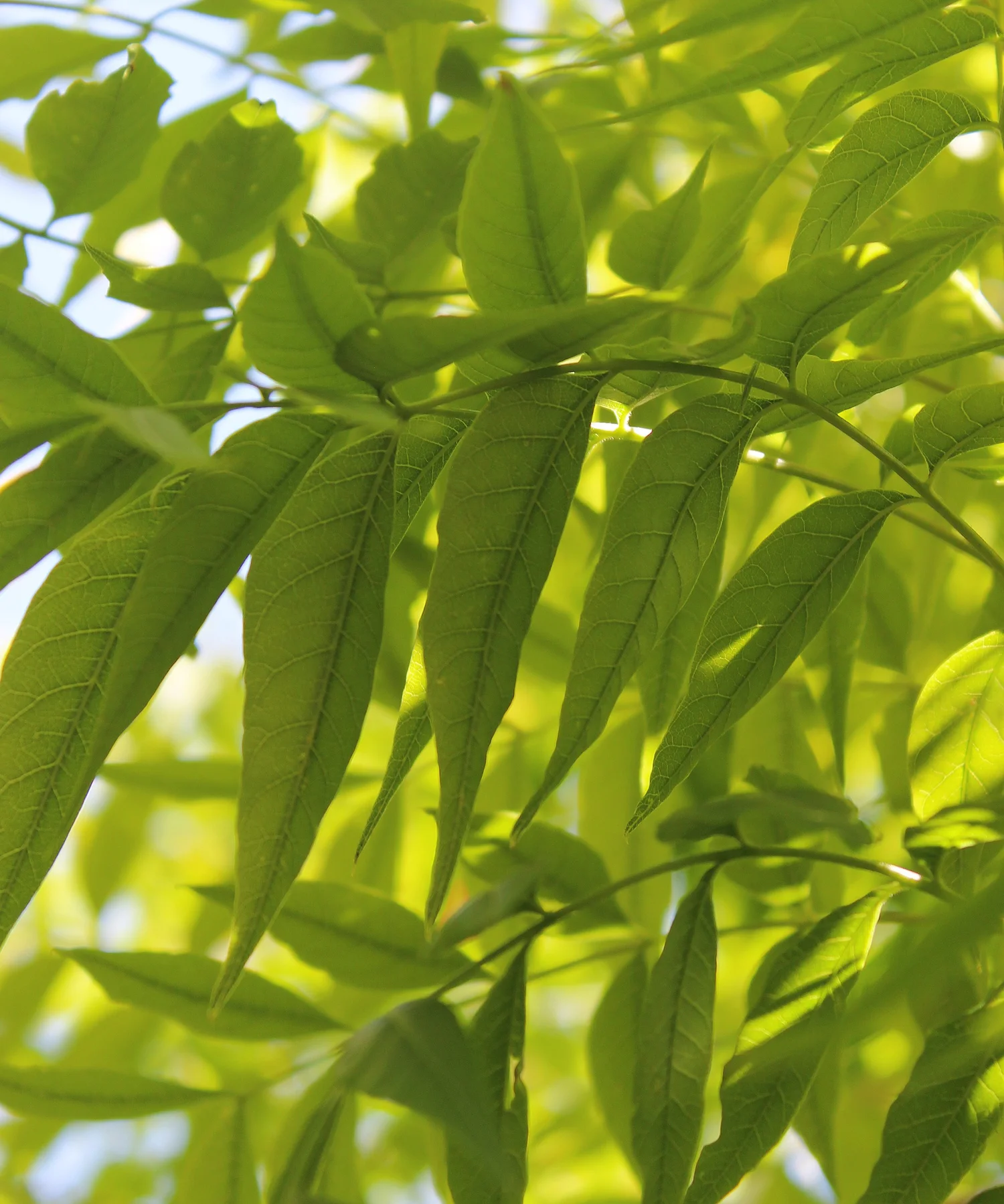New Mexico Friendly Trees — Osuna Nursery