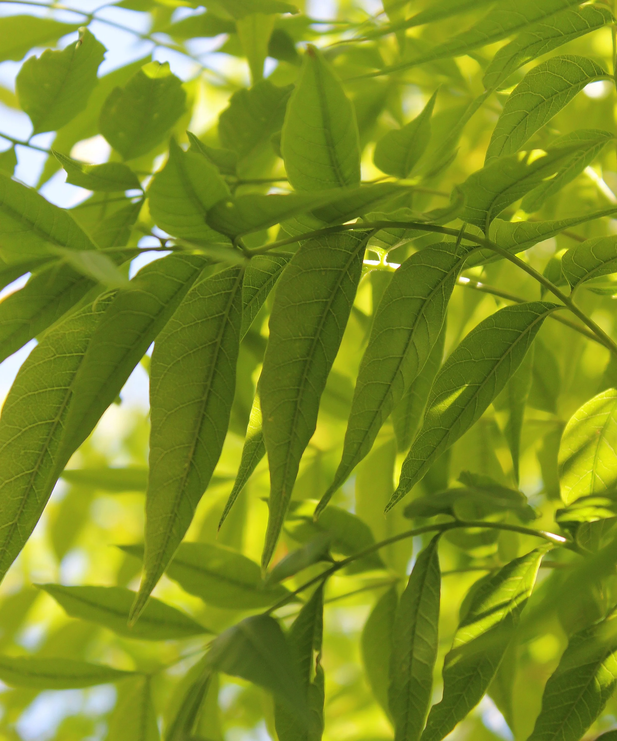 New Mexico Friendly Trees — Osuna Nursery