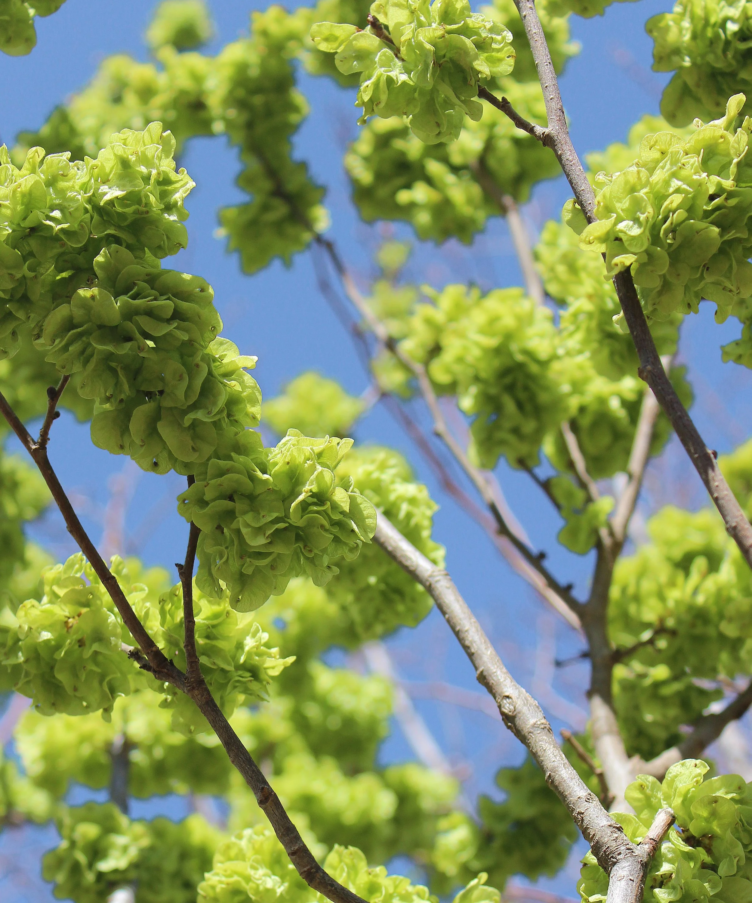 New Mexico Friendly Trees — Osuna Nursery