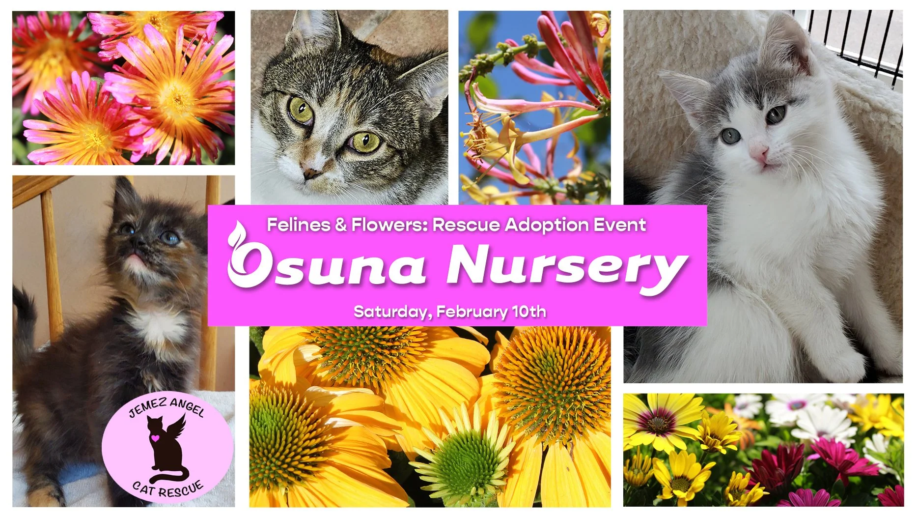 Felines and Flowers: Rescue Adoption Event — Osuna Nursery