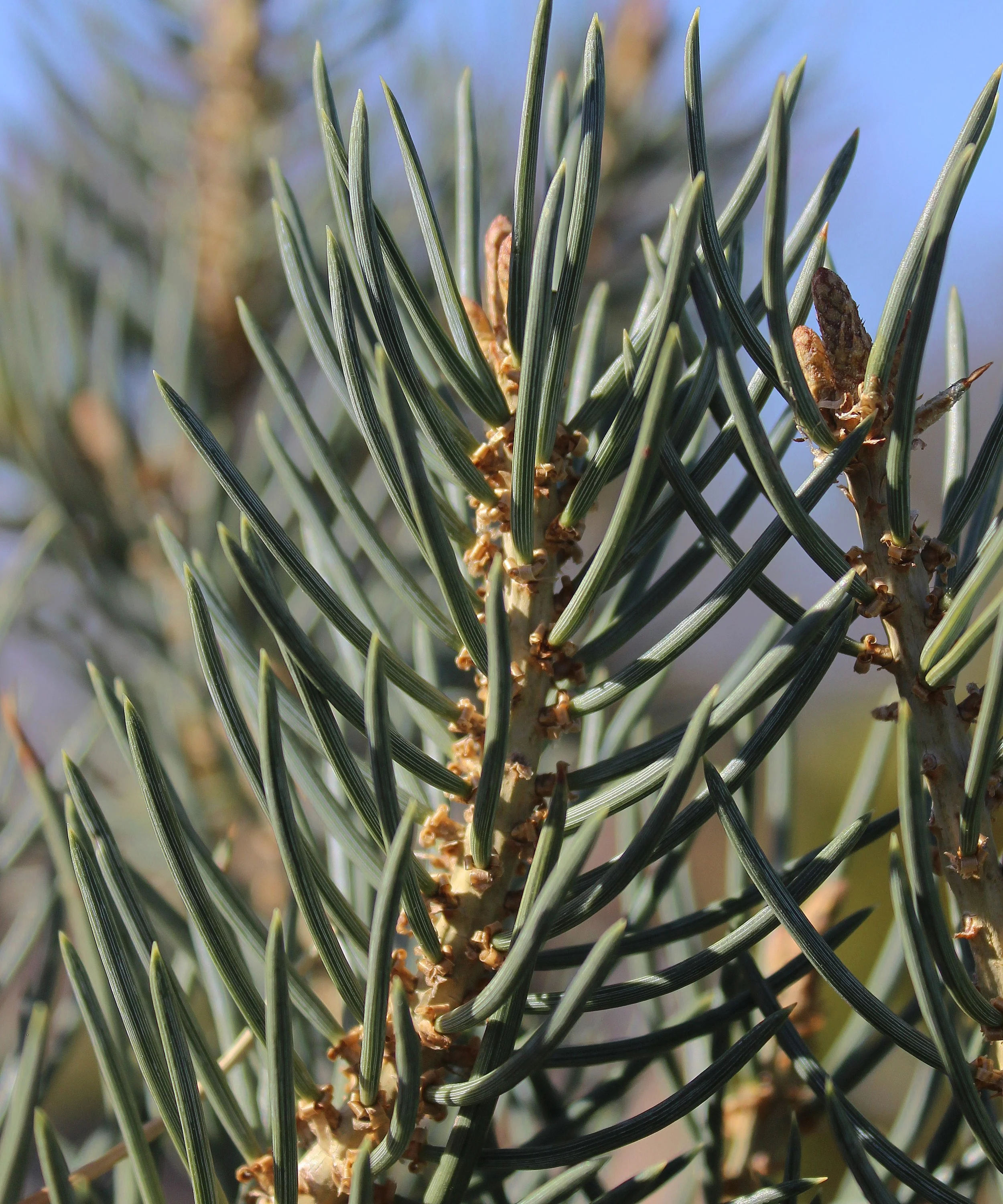 CONIFERS — Osuna Nursery