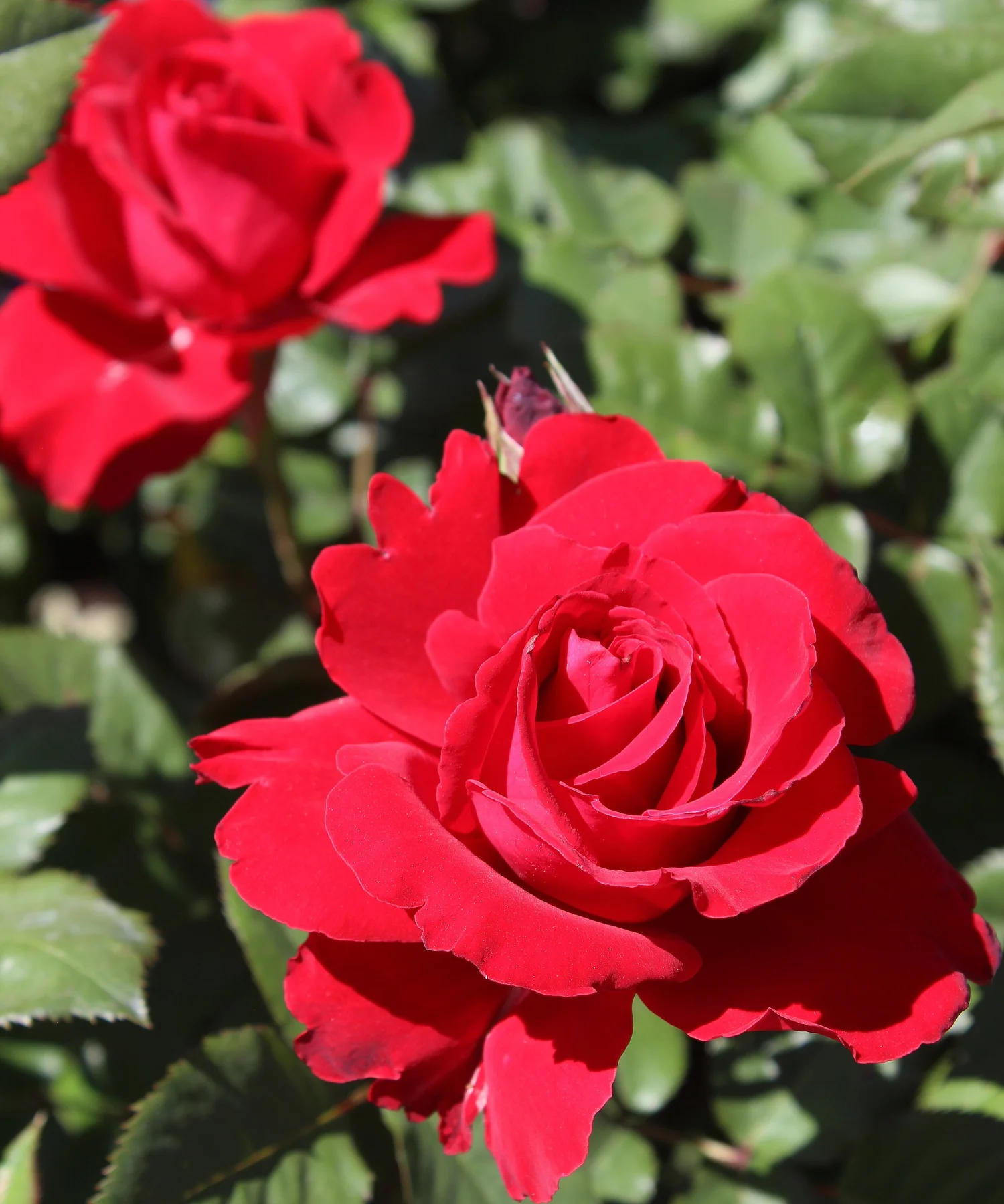 New Arrivals — Osuna Nursery