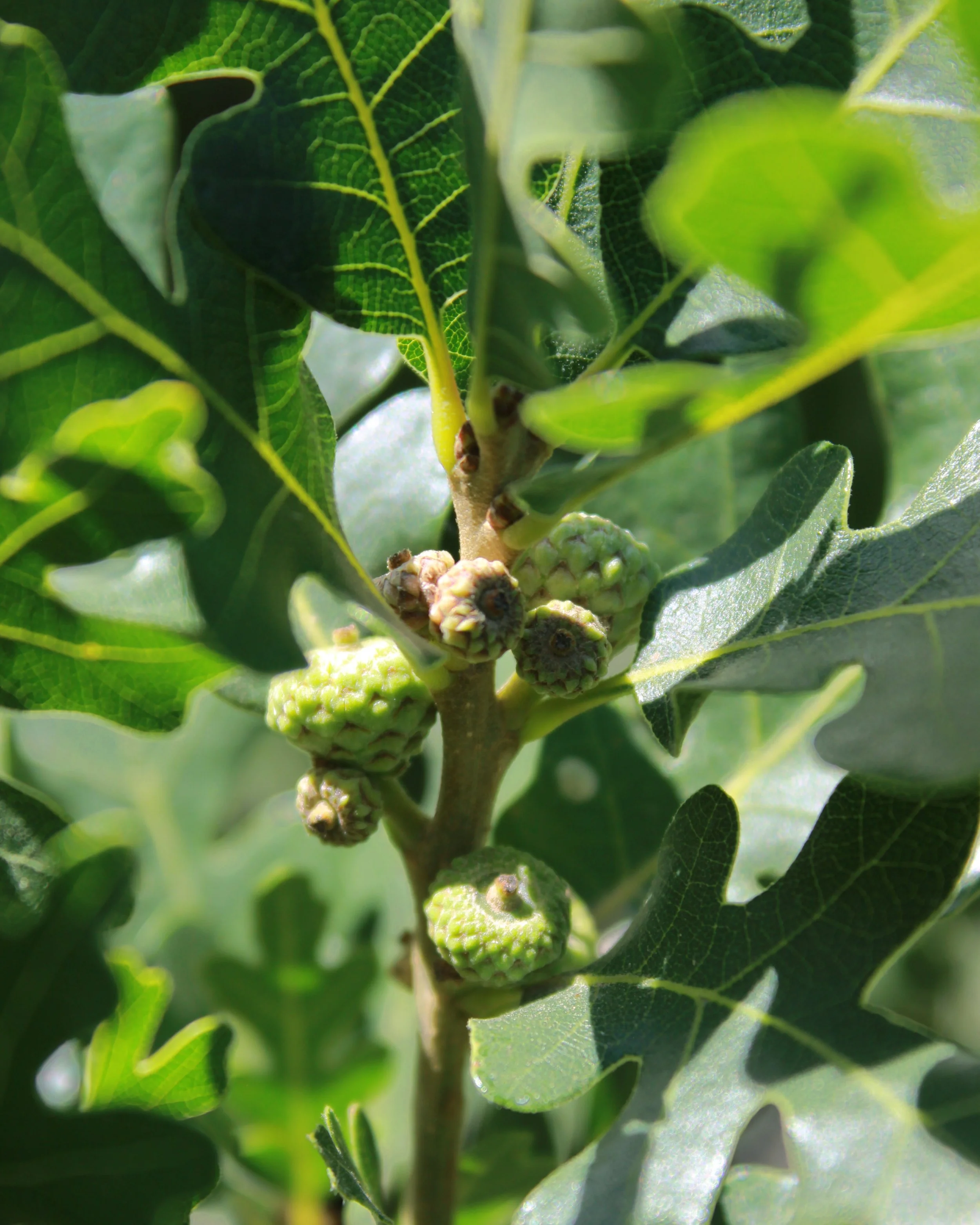 New Mexico Friendly Trees — Osuna Nursery