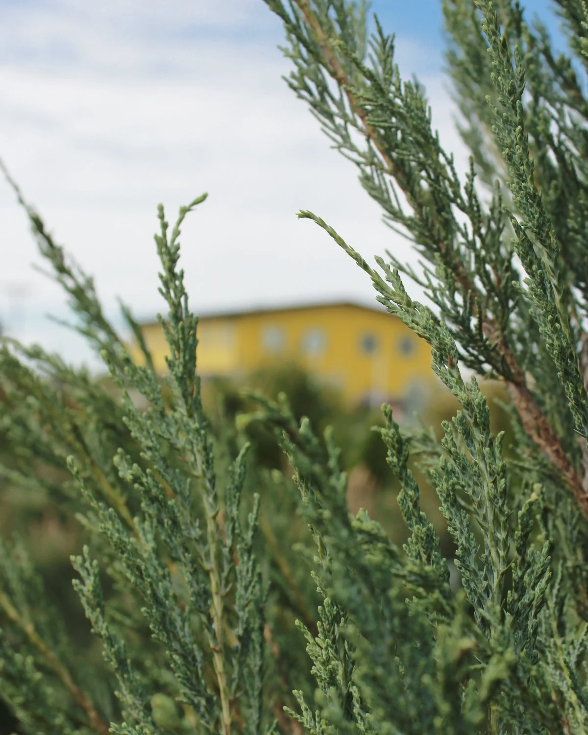 CONIFERS — Osuna Nursery