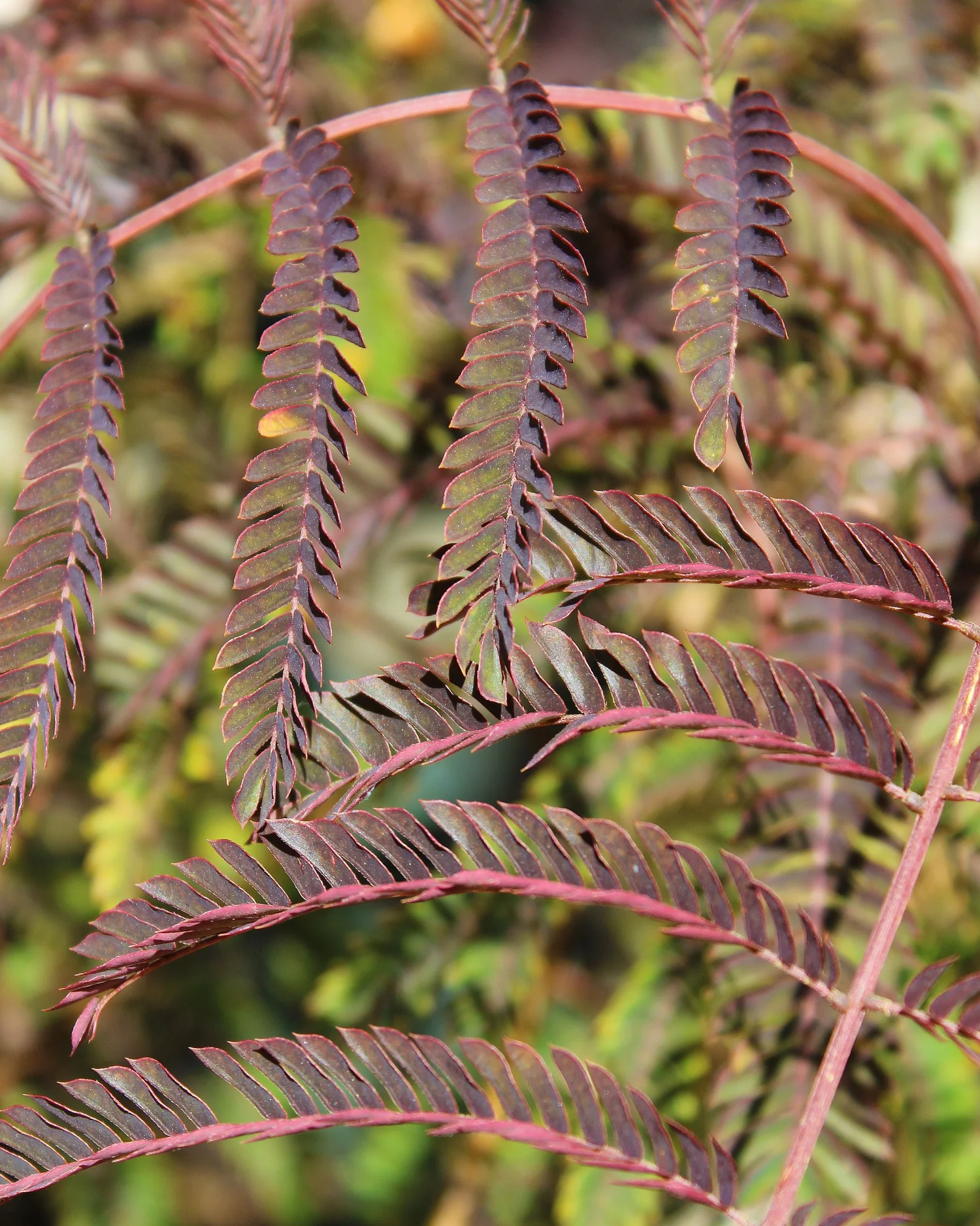 New Mexico Friendly Trees — Osuna Nursery