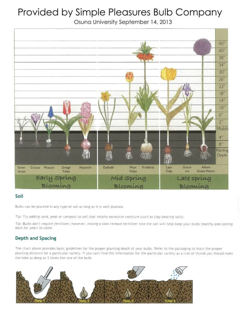 Fall Bulbs — Osuna Nursery