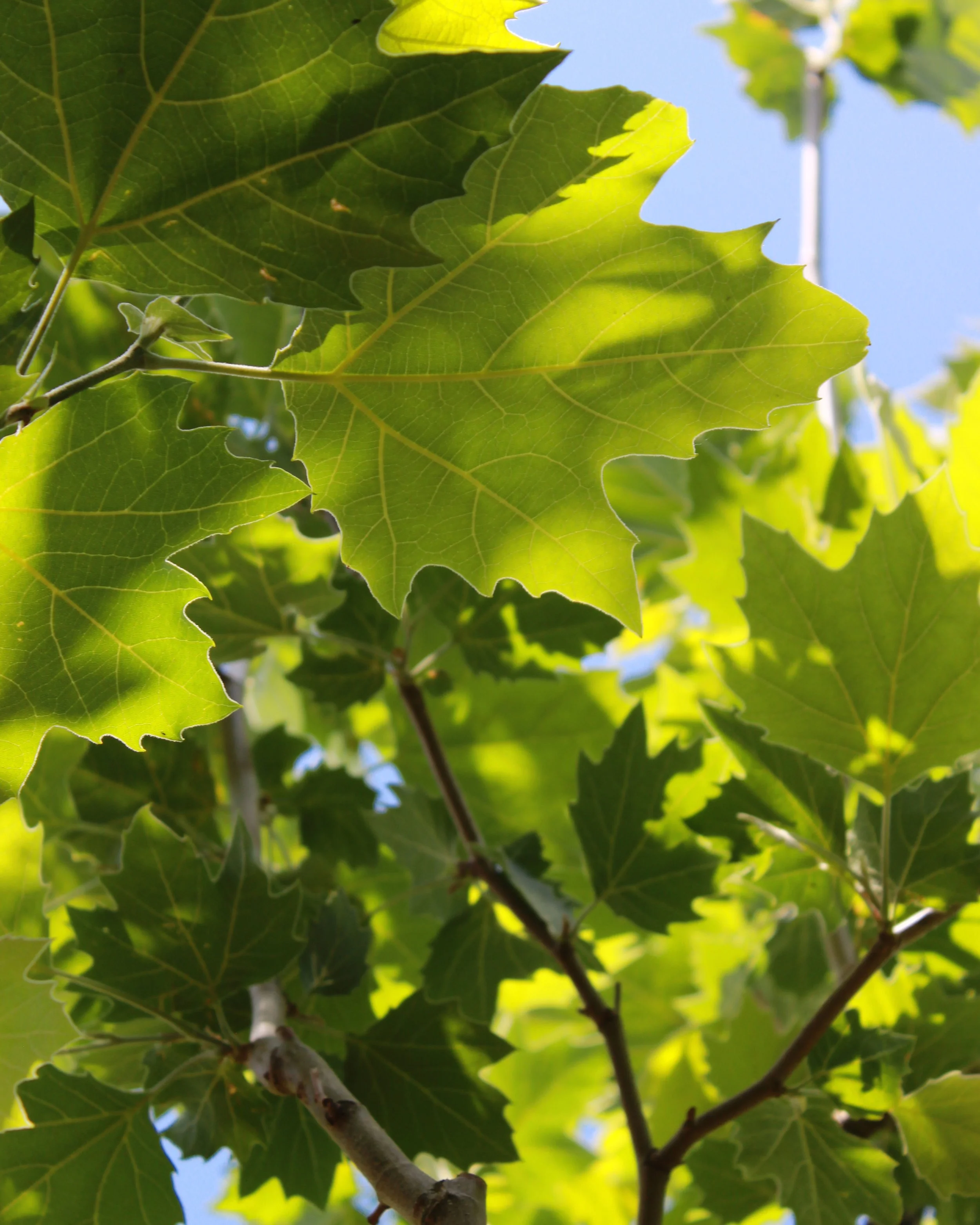 New Mexico Friendly Trees — Osuna Nursery