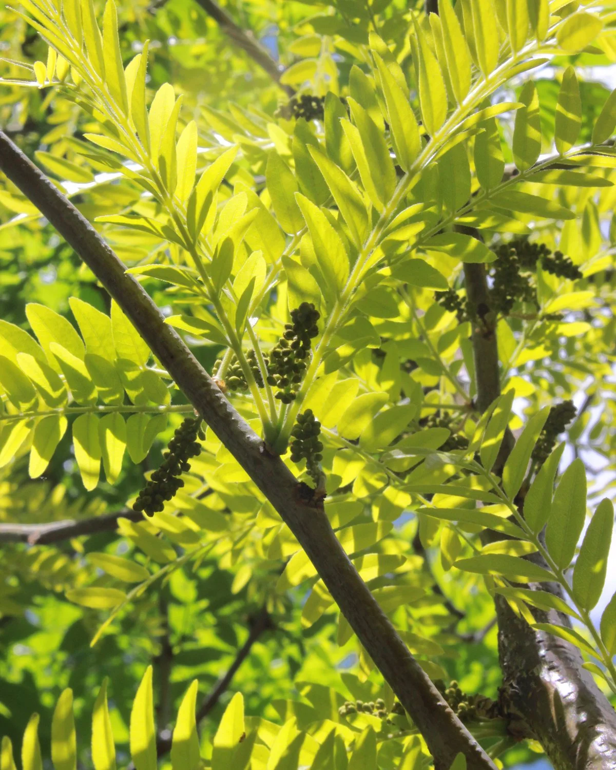 New Mexico Friendly Trees — Osuna Nursery