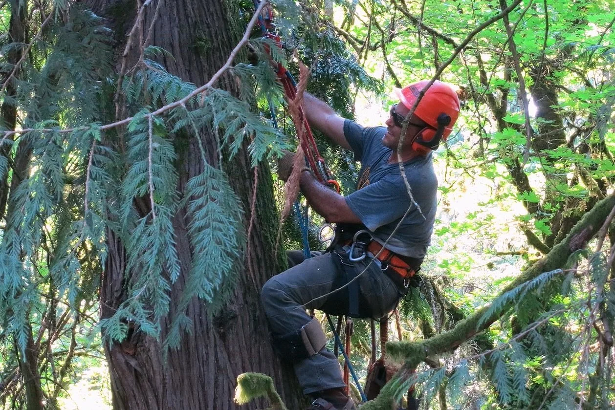 High Top Tree Trimming