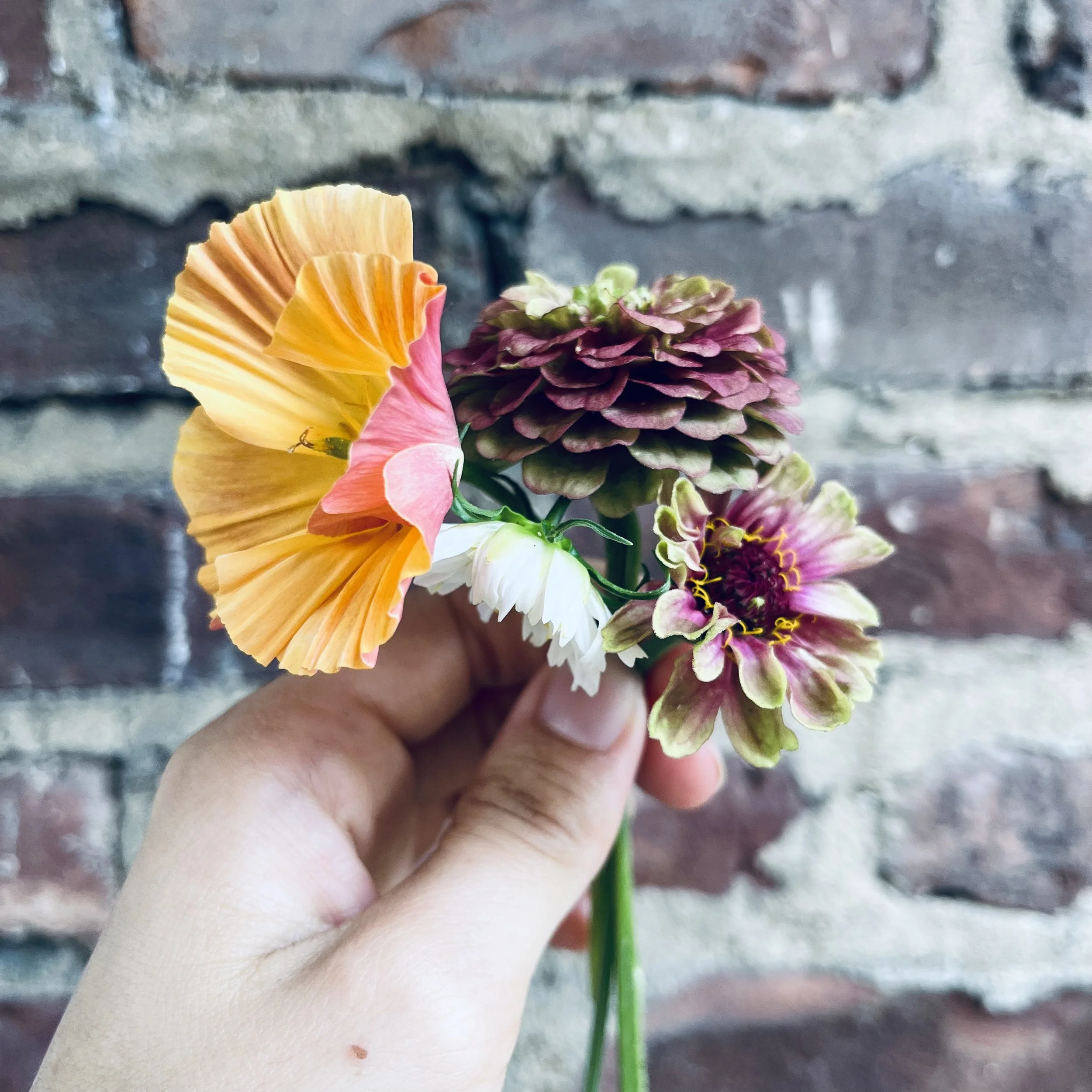 Wild Muse Flowers