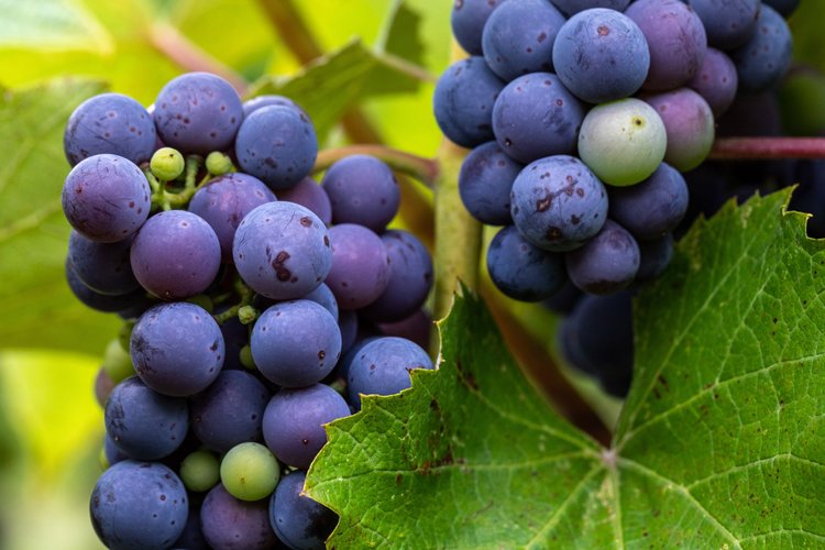 Grandview Valley Winery