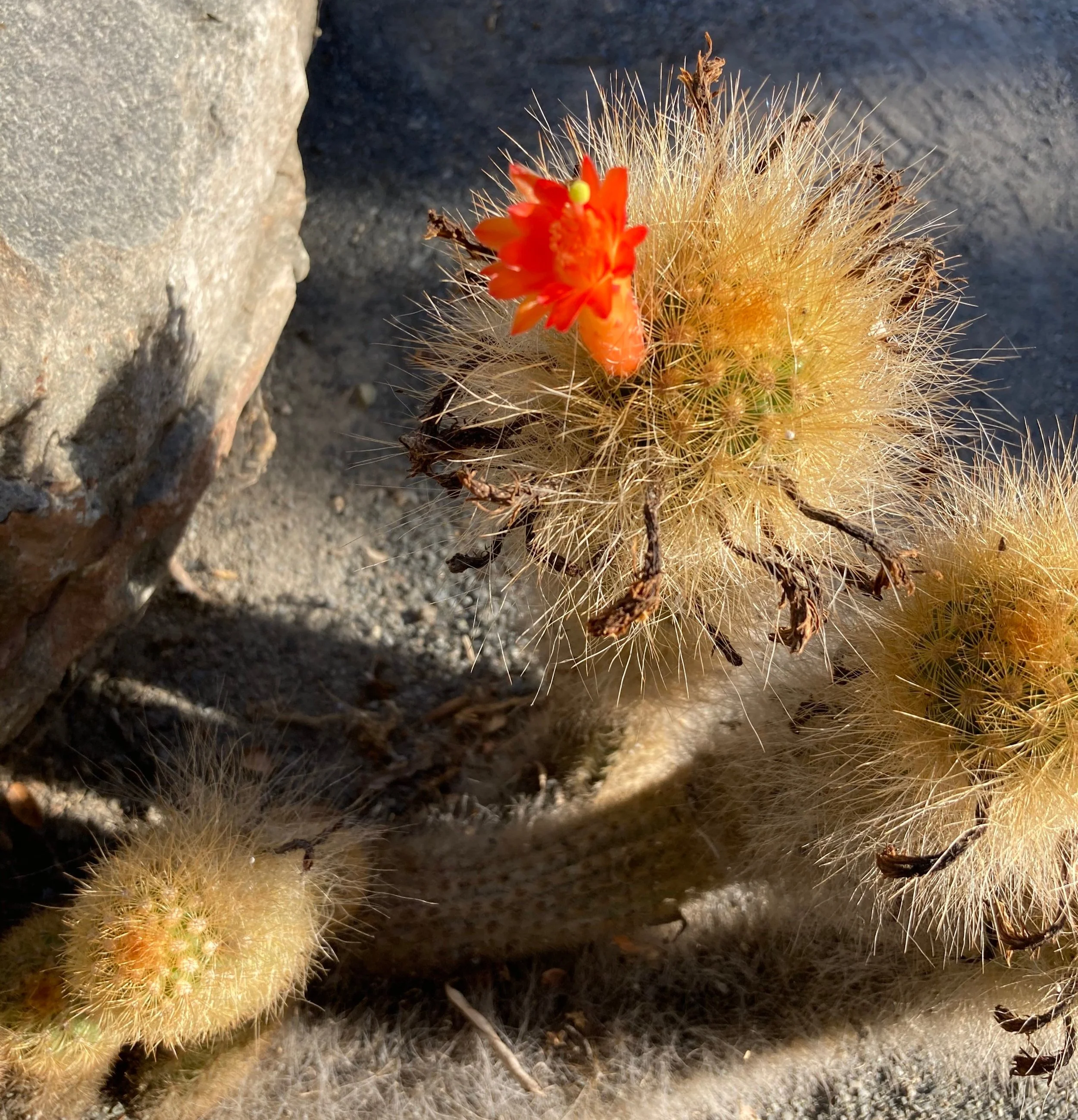 About — Daniel Peixoto Irby, MD