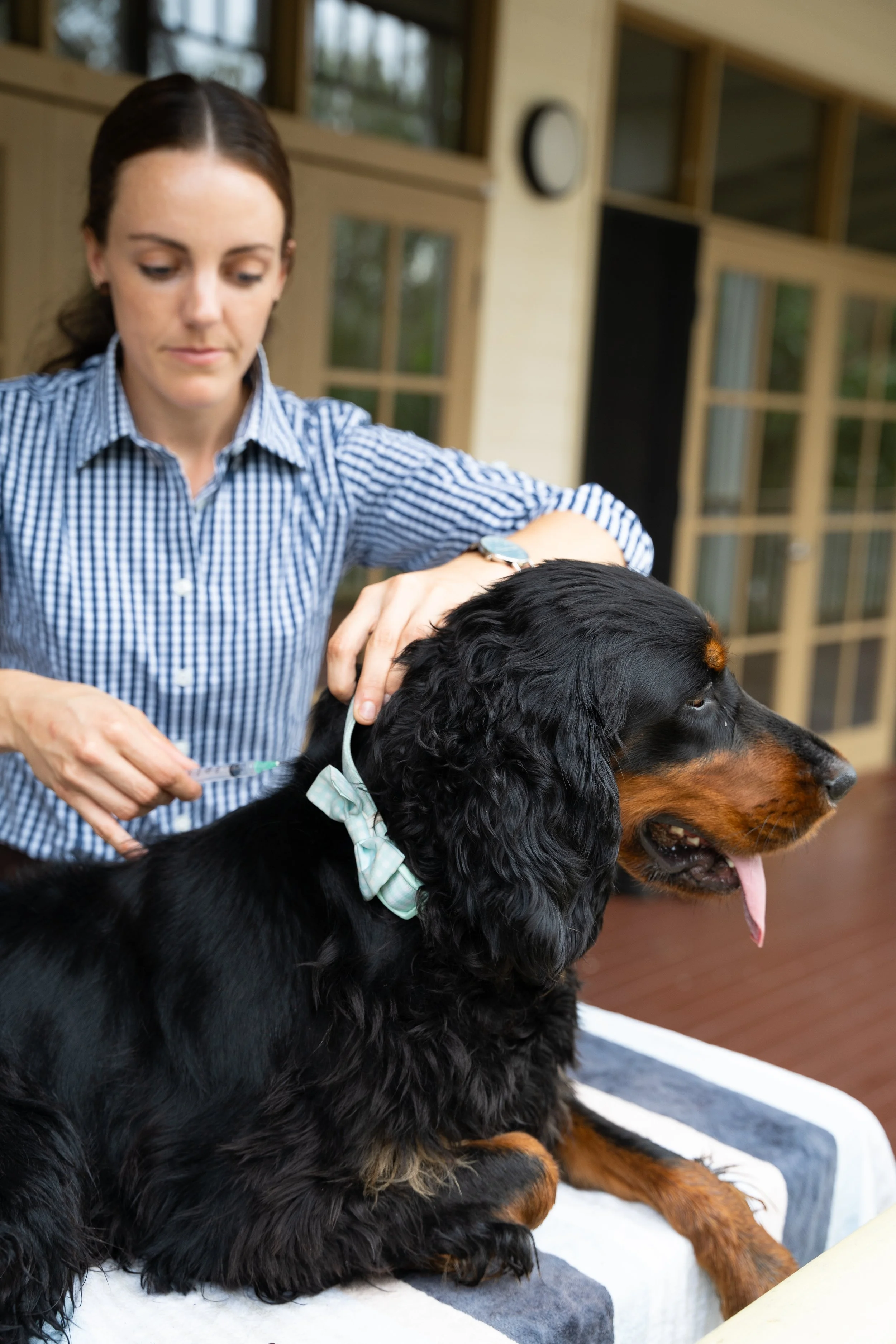 Highlands Mobile Vet