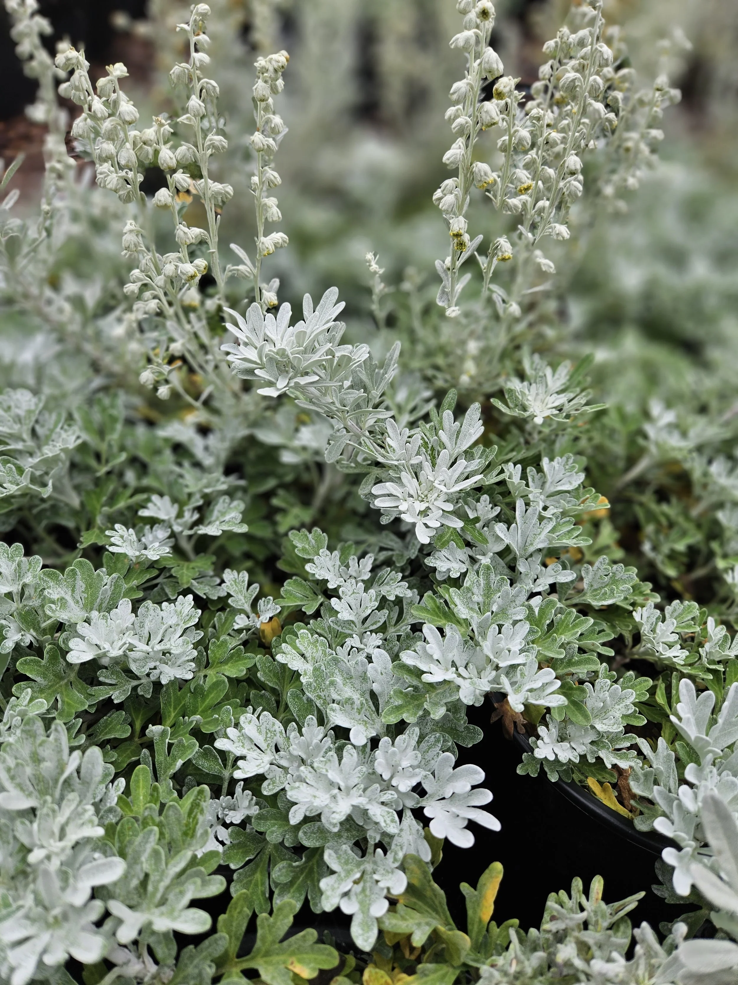 Artemisia stelleriana 'Mori's Strain' — The Old Dairy Nursery & Gardens