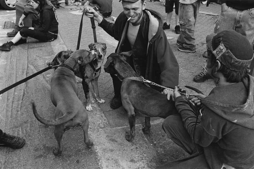 Harmony Rats — Robert George Photography