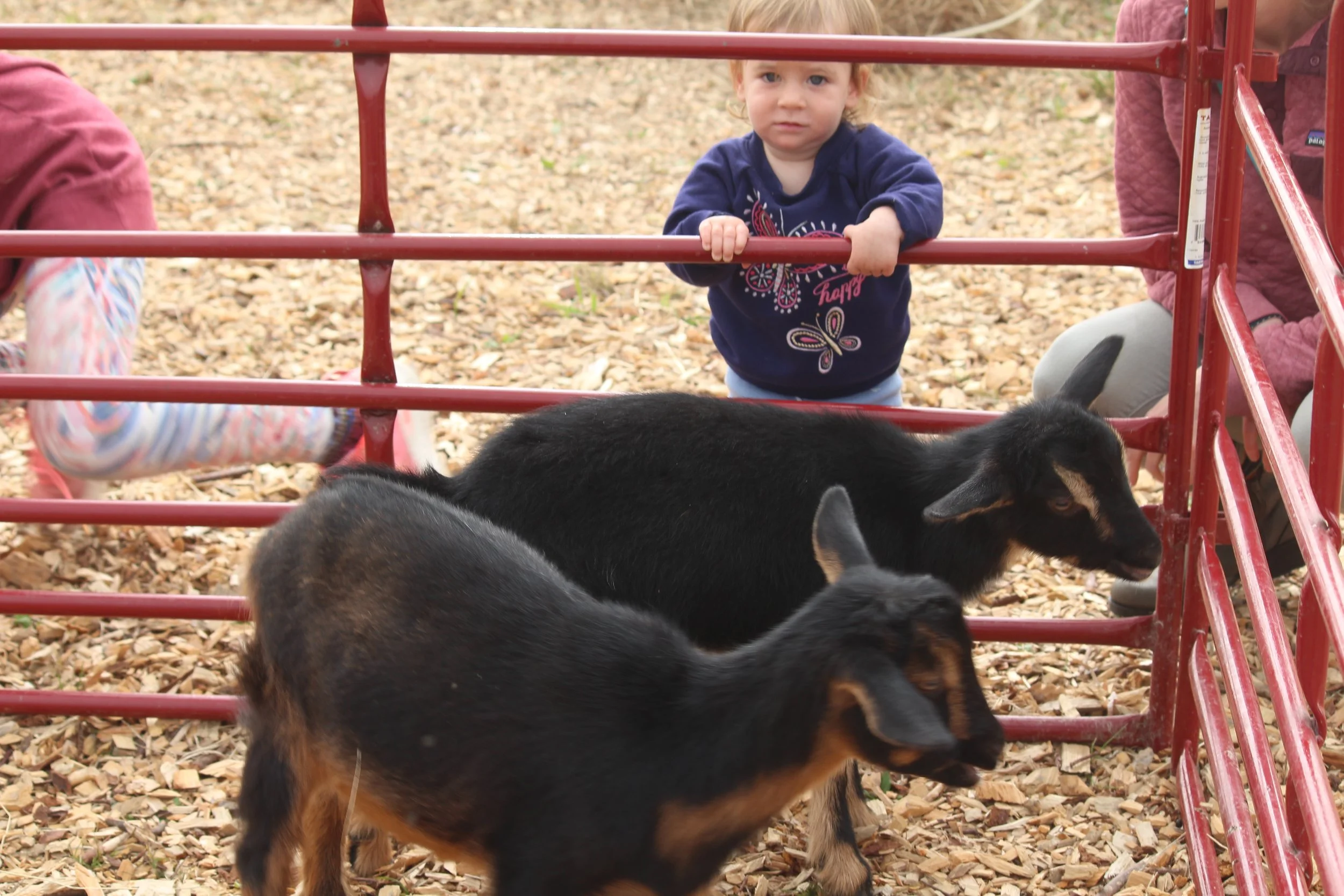 The Farm Yard Fun — Hurricane Meadows