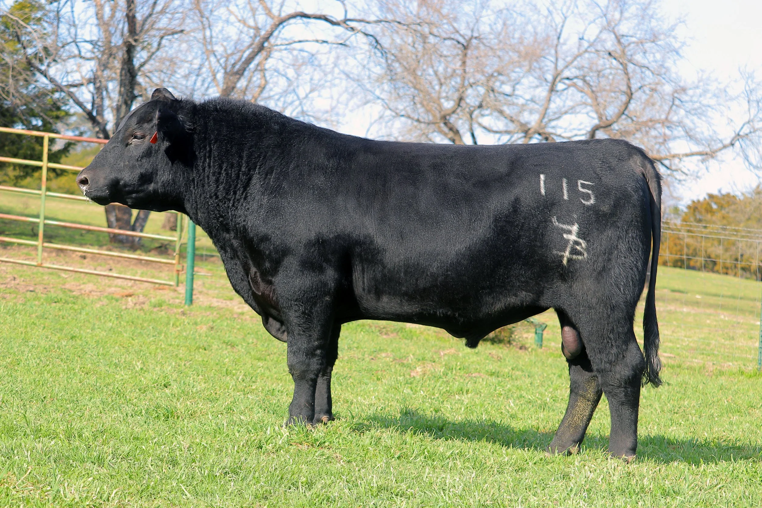 Williams Hollywood 700-380 Semen — The Judge Source LLC