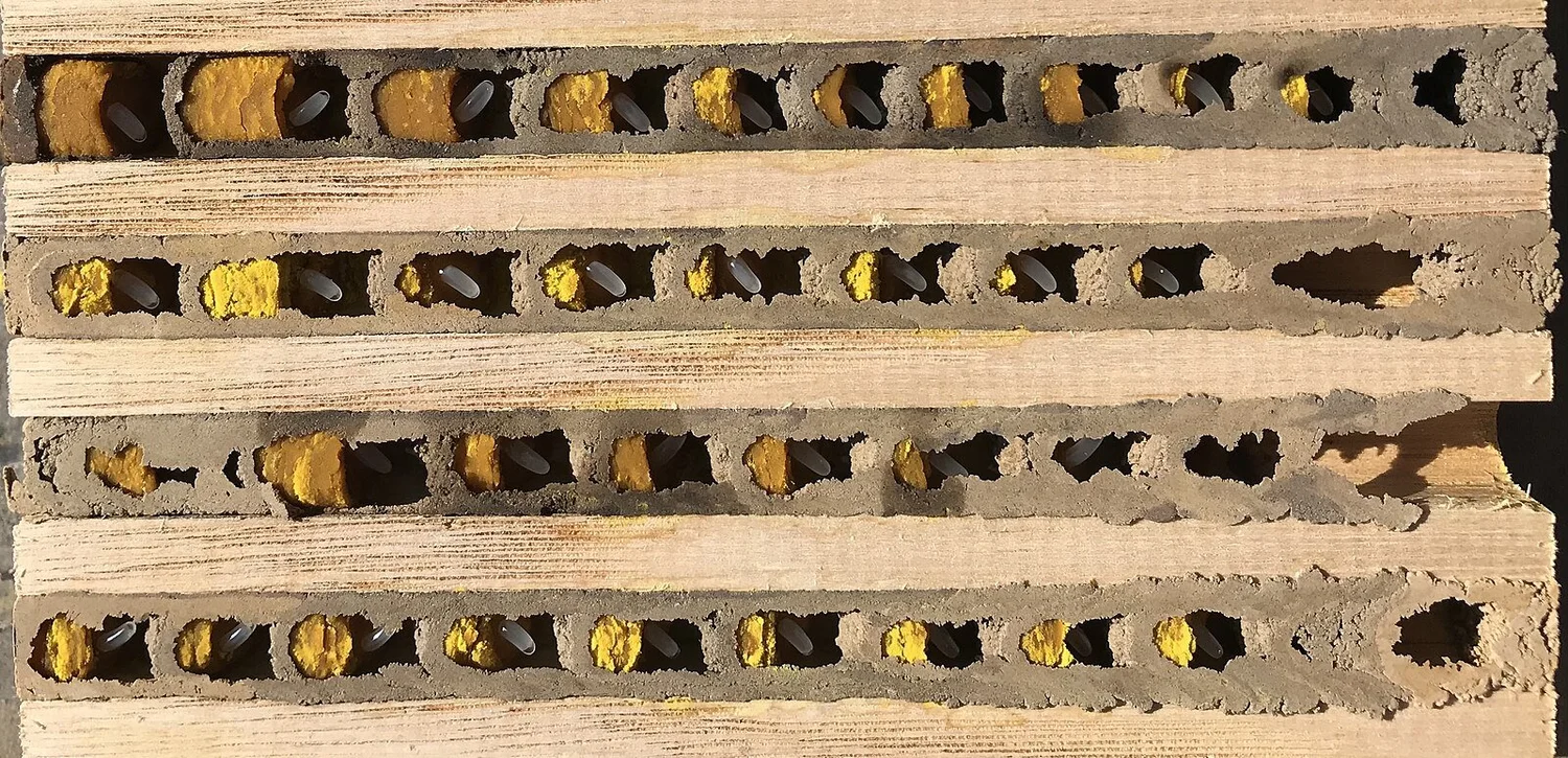 Bee Diversity — Northeast Wildlife Team