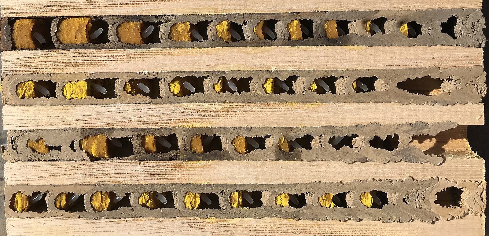 Bee Diversity — Northeast Wildlife Team