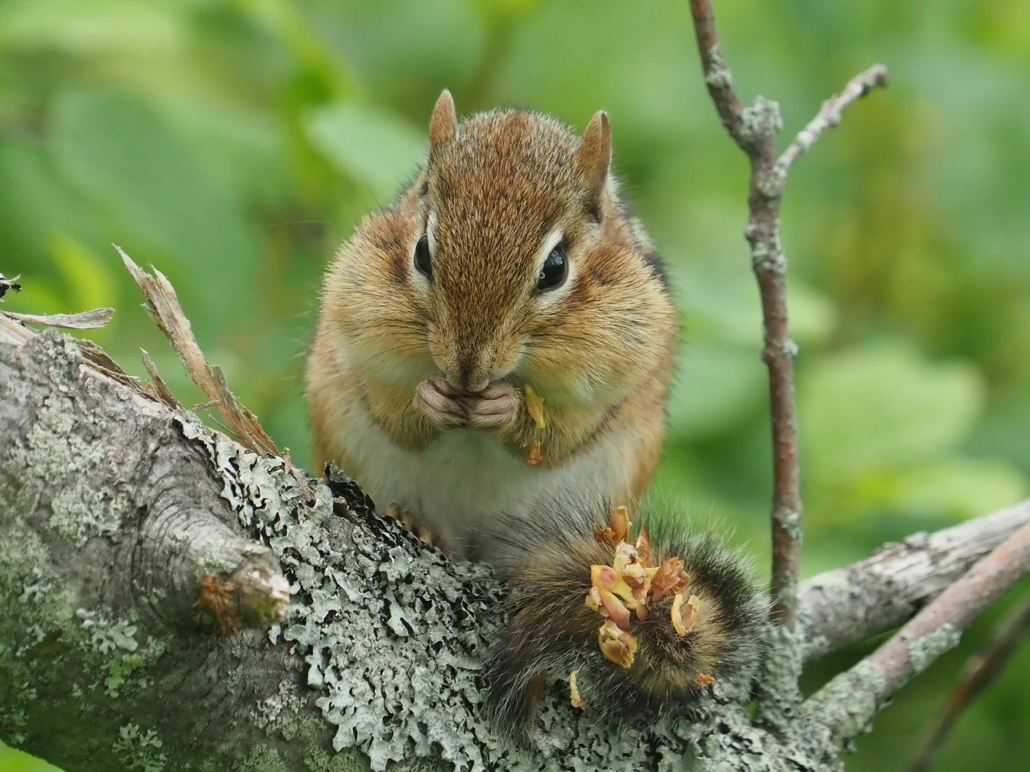 About 5 — Northeast Wildlife Team