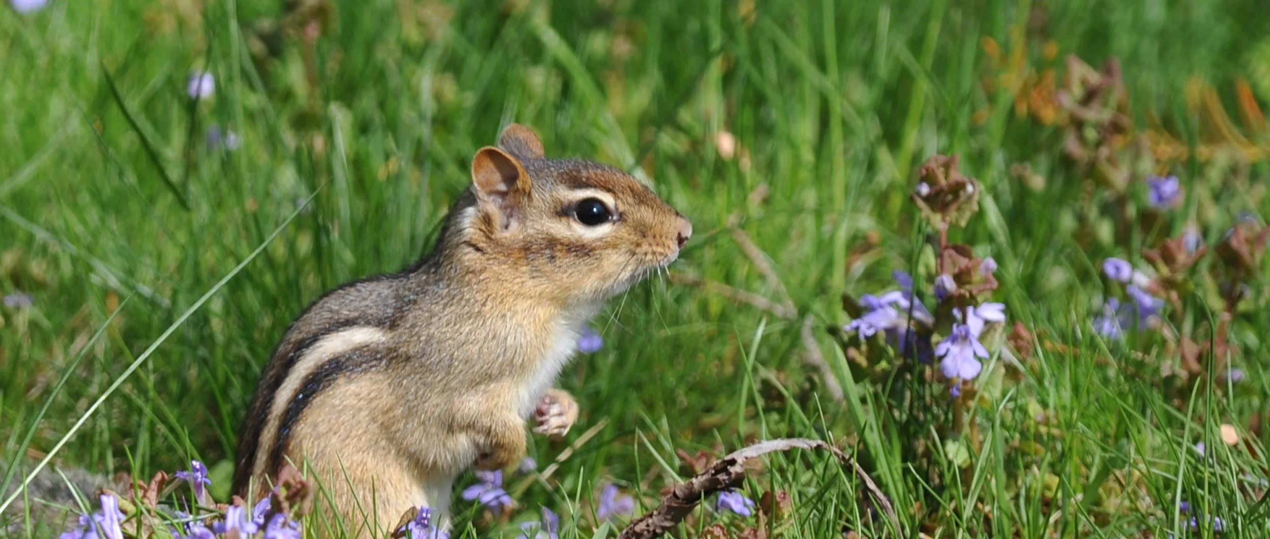 Northeast Wildlife Team