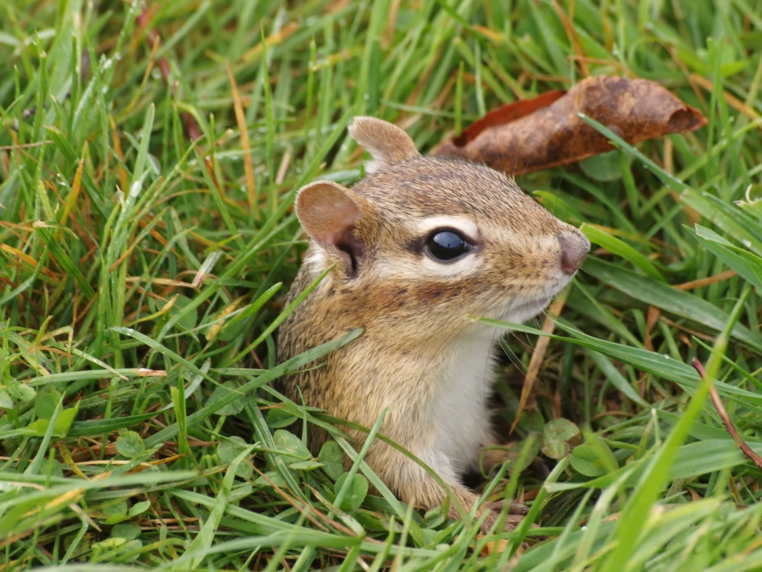 About 5 — Northeast Wildlife Team
