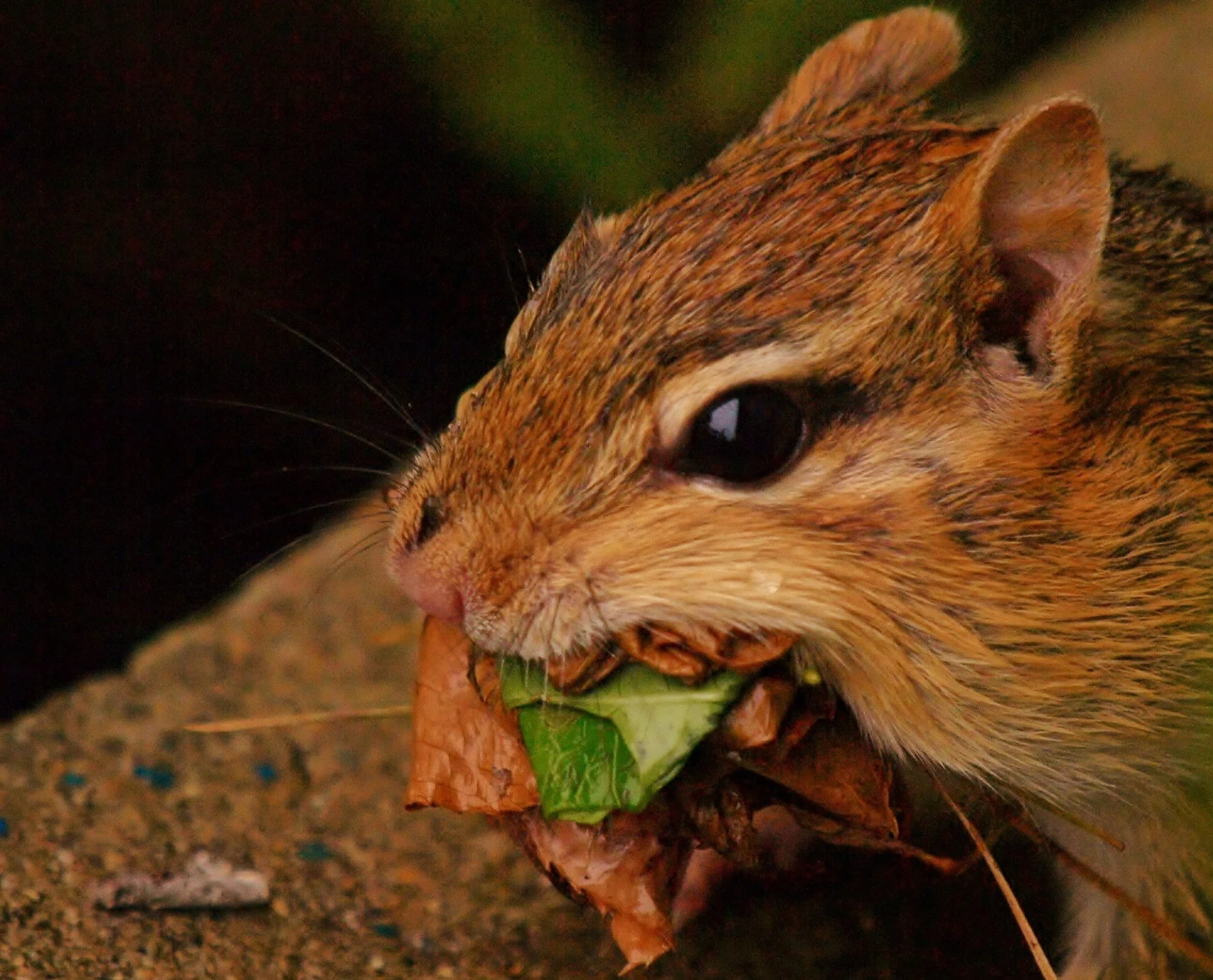 About 5 — Northeast Wildlife Team